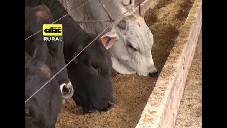 Usos de la burlanda de maíz - ABC Rural - ABC Color