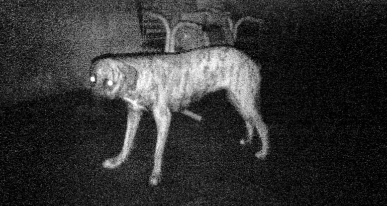 Nyctalops - Cultural - ABC Color