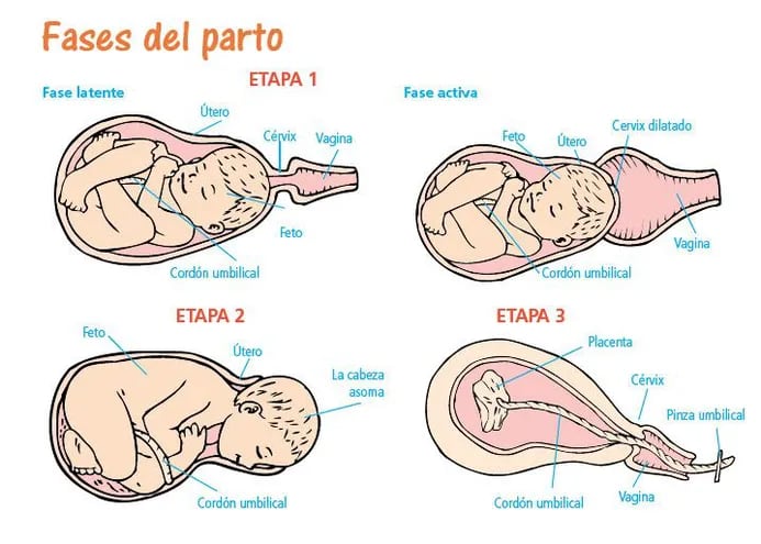 Embarazo y parto - Escolar - ABC Color