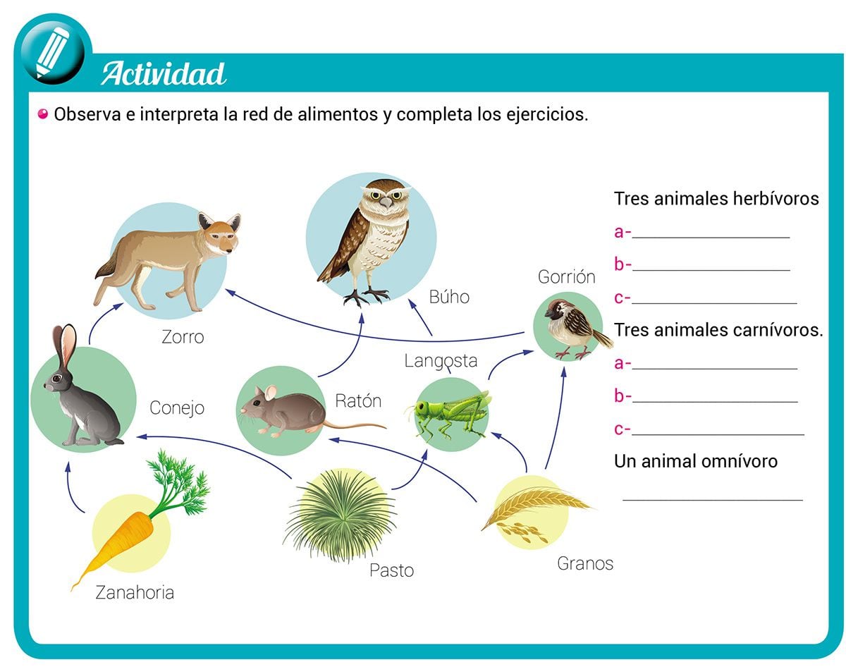 Animales Carnivoros Herbivoros Y Omnivoros Para Nios Tipos De Animales