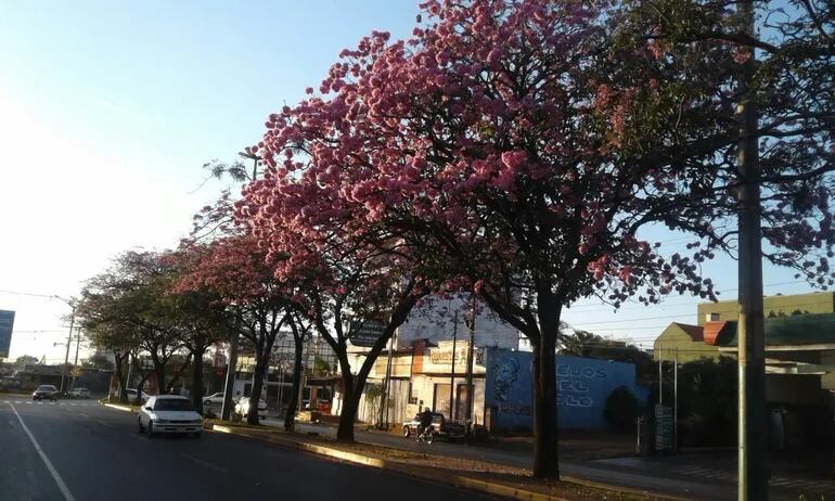Coloridos tajy en flor en Encarnación - Nacionales - ABC Color